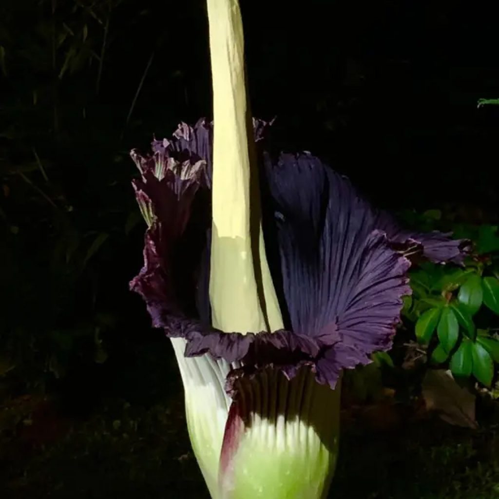 Wadidaw! Bunga Bangkai Tumbuh Mekar di Rumah Perubahan Bekasi – BEKASIPEDIA